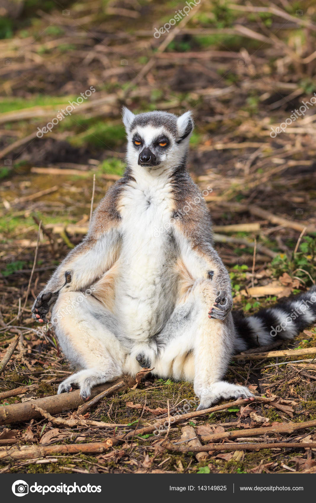 Ring Tailed Lemur Sunbathing