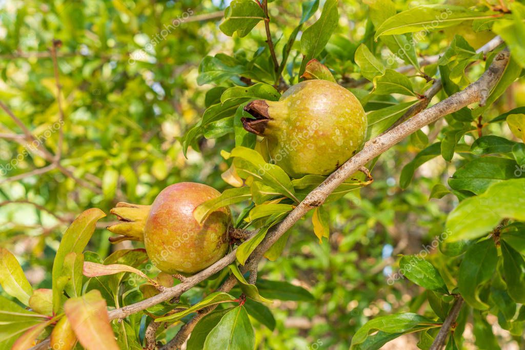 El proceso de la maduración del fruto de la granada sobre la rama del ...