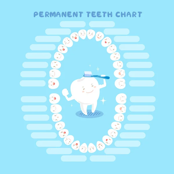 Permanent teeth chart Vector Art Stock Images | Depositphotos