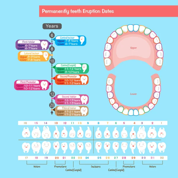 Baby tooth chart Vector Art Stock Images | Depositphotos