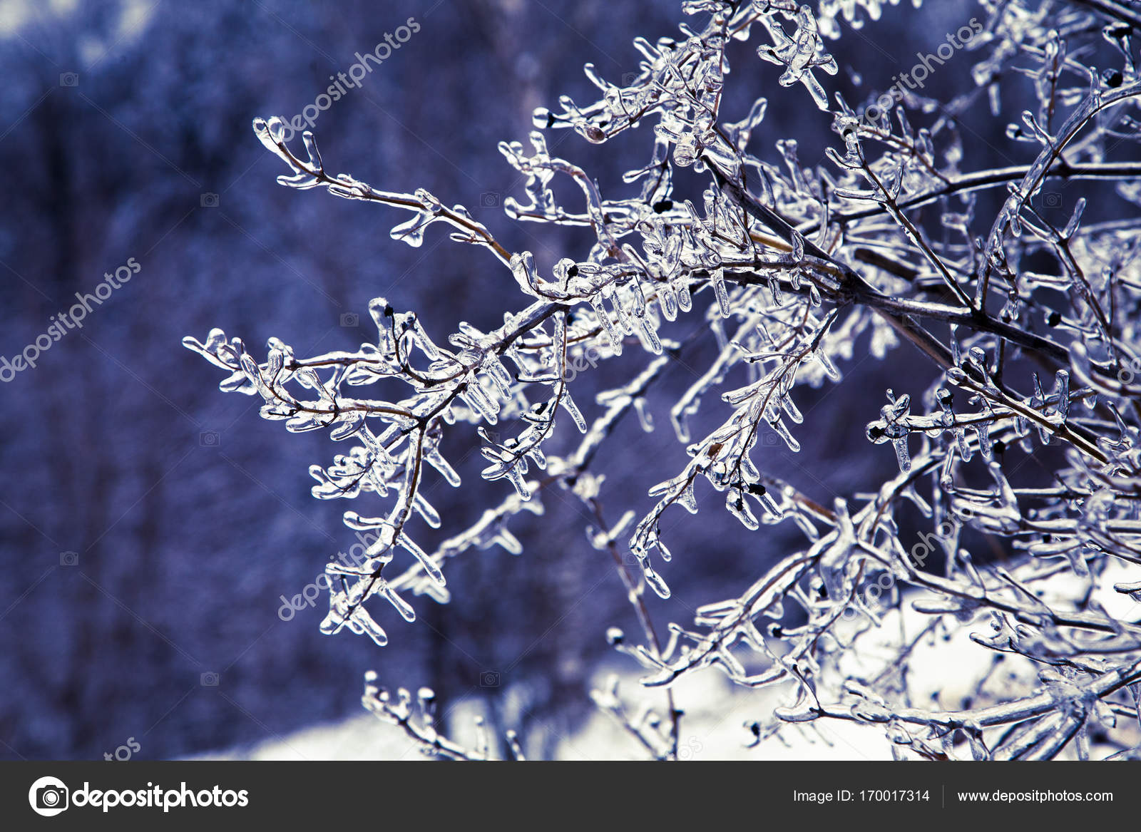 Beautiful frozen tree covered with icicles. Stock Photo by ©mariaraz ...