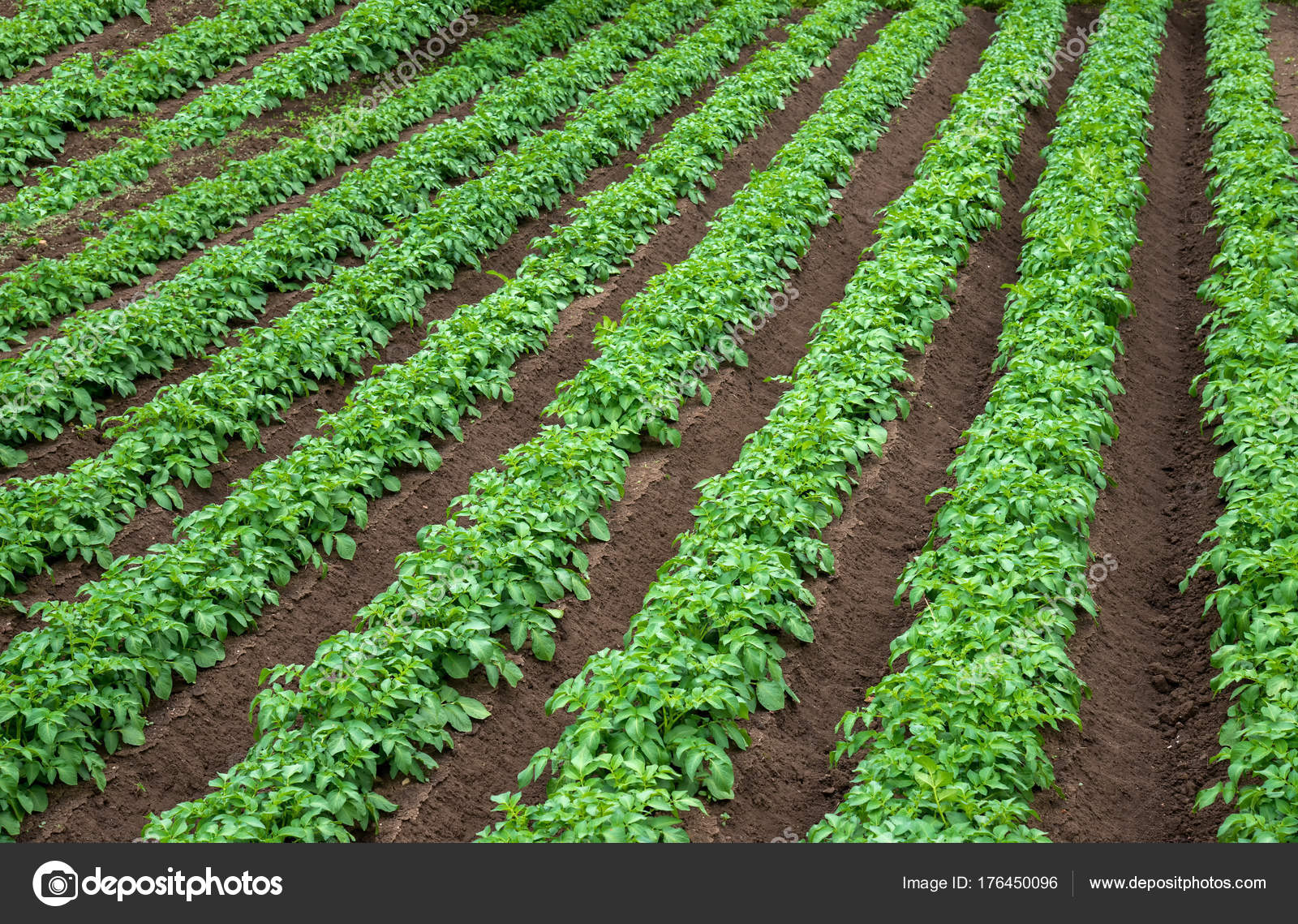 Planting Potatoes In Rows