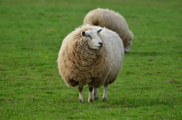New Zealand Perendale Sheep — Stock Photo © lucidwaters #29491927