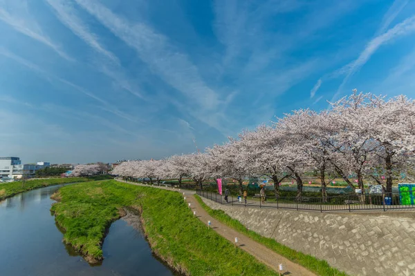 Osaka spring Stock Photos, Royalty Free Osaka spring Images | Depositphotos