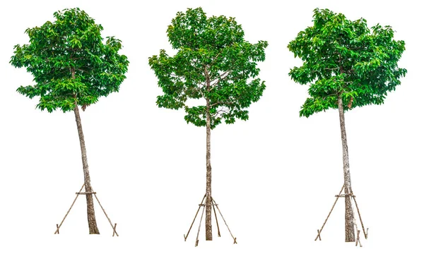 Tree legs Stock Photos, Royalty Free Tree legs Images | Depositphotos