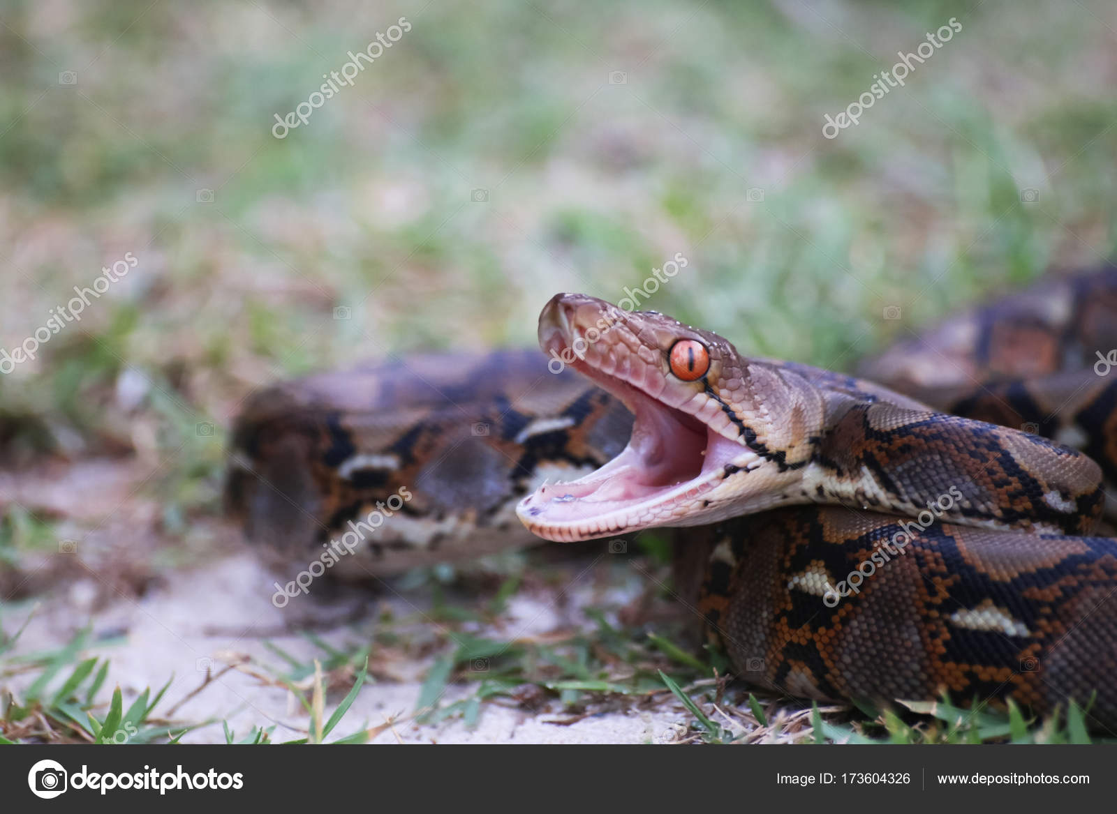 Python snake opening its mouth in the garden. — Stock Photo © gonnjdi ...