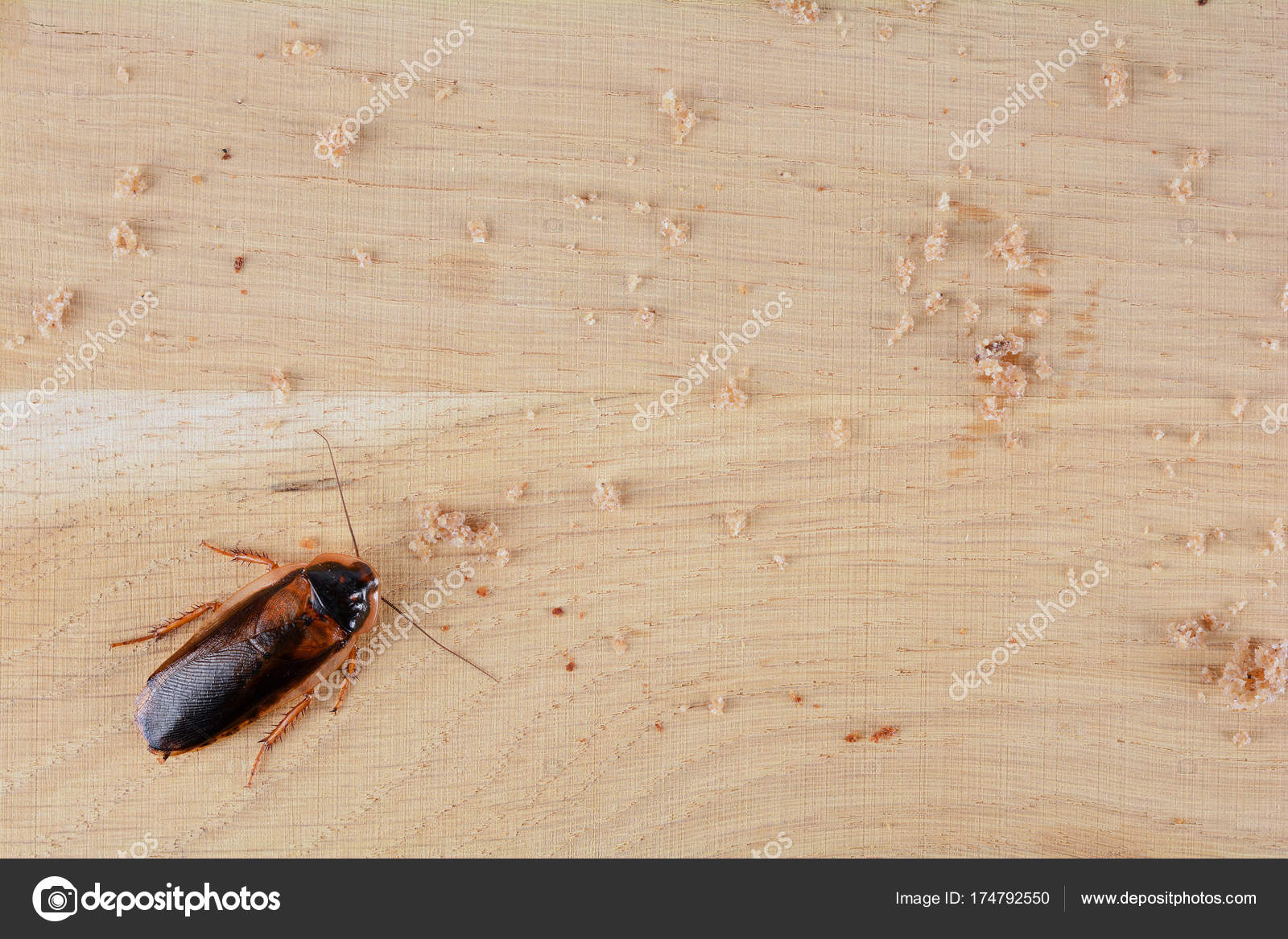 Cockroach Kitchen Problem House Because Cockroaches Stock Photo by ...