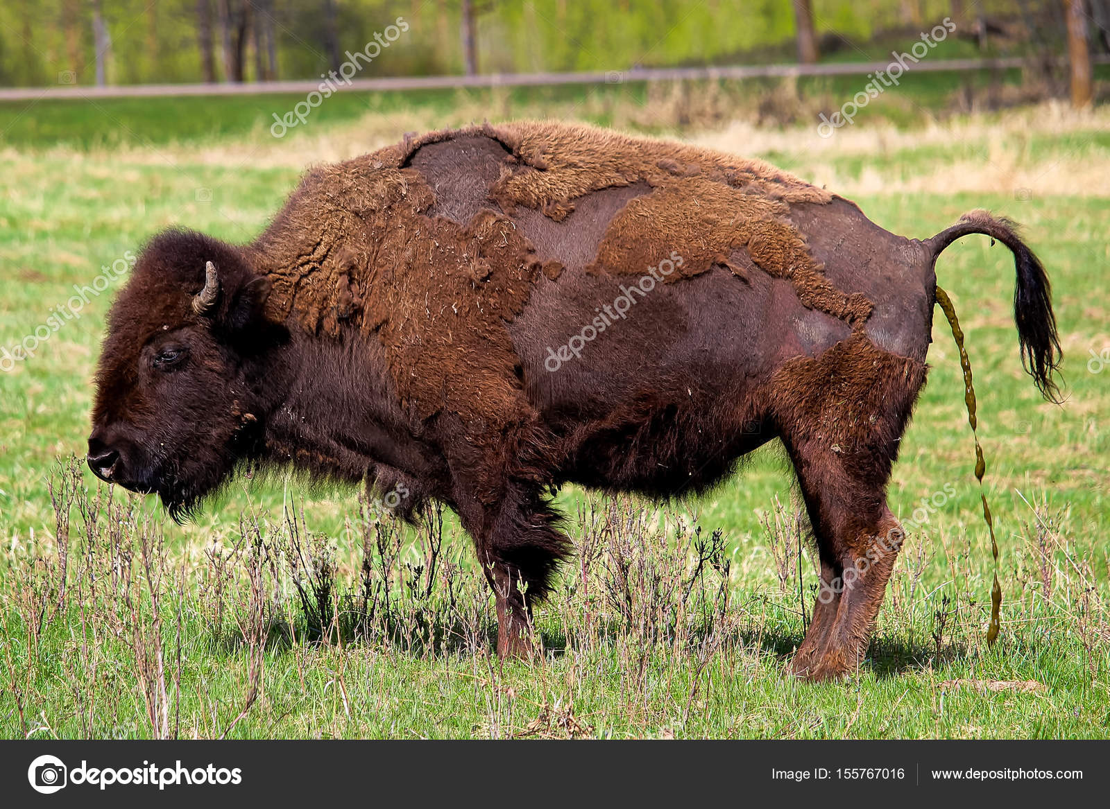 A bison having a watery poop — Stock Photo © Akchamczuk #155767016
