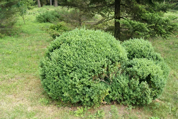 325 Common box tree Stock Photos | Free & Royalty-free Common box tree ...