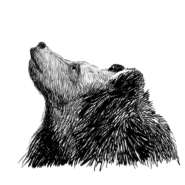 Bear Profile Drawing