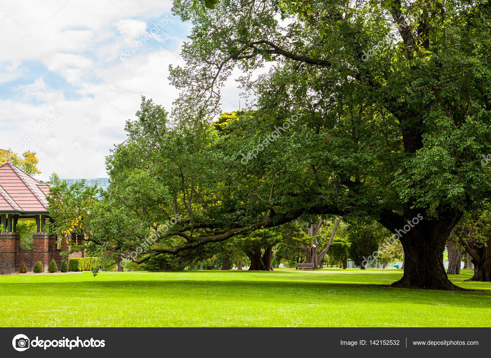 Big tree and branch nature background — Stock Photo © iammotos #142152532