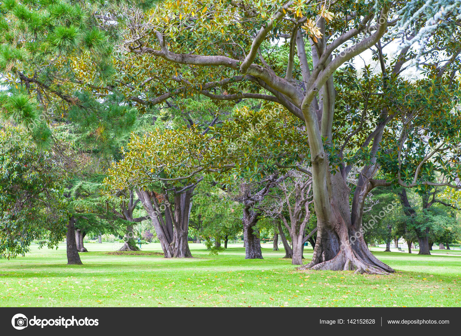 Big tree and branch nature background — Stock Photo © iammotos #142152628