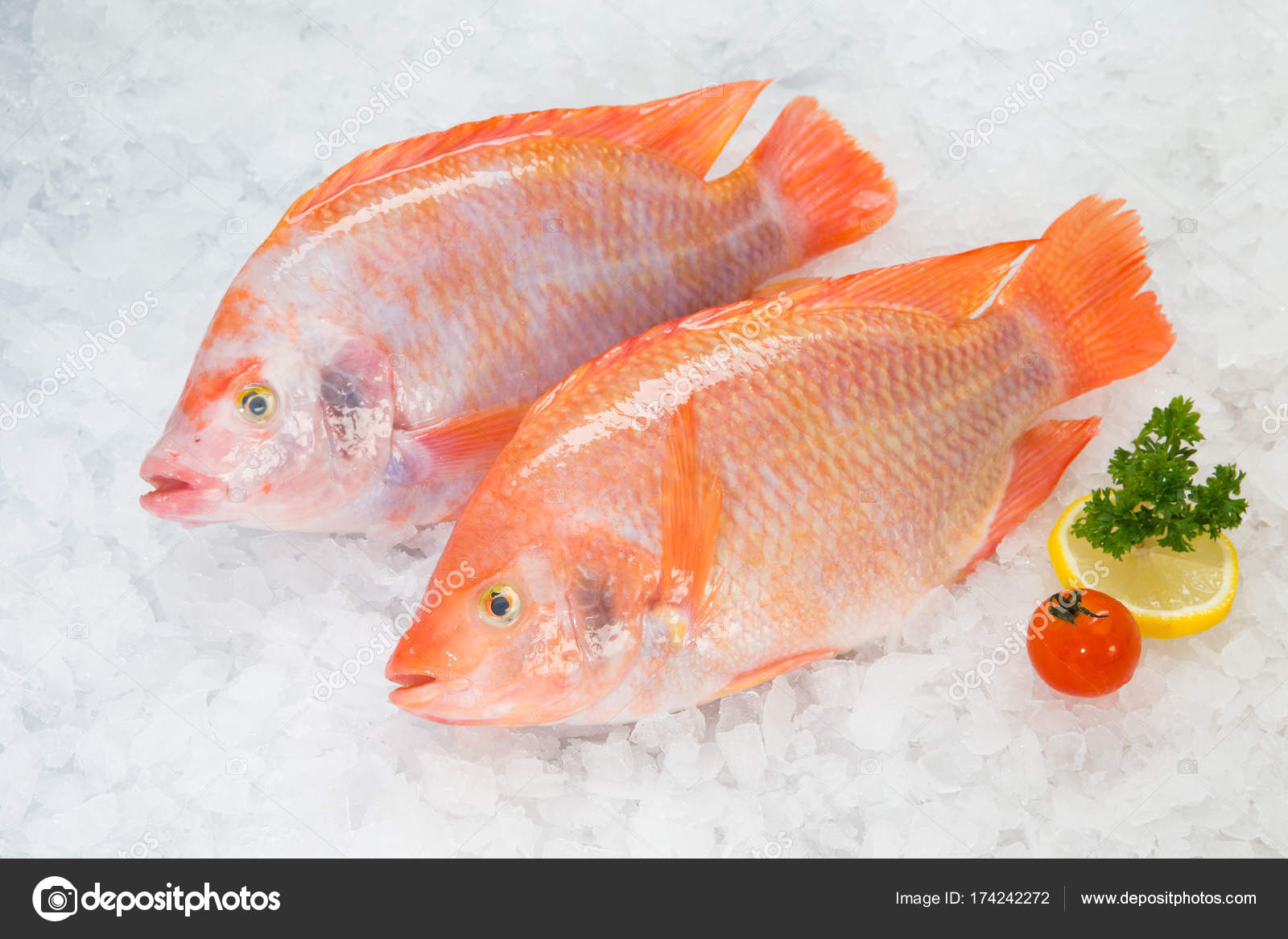 Red Tilapia