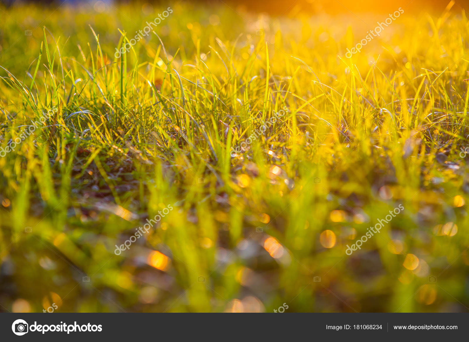 Beautiful green grass field at sunset Stock Photo by ©iammotos 181068234