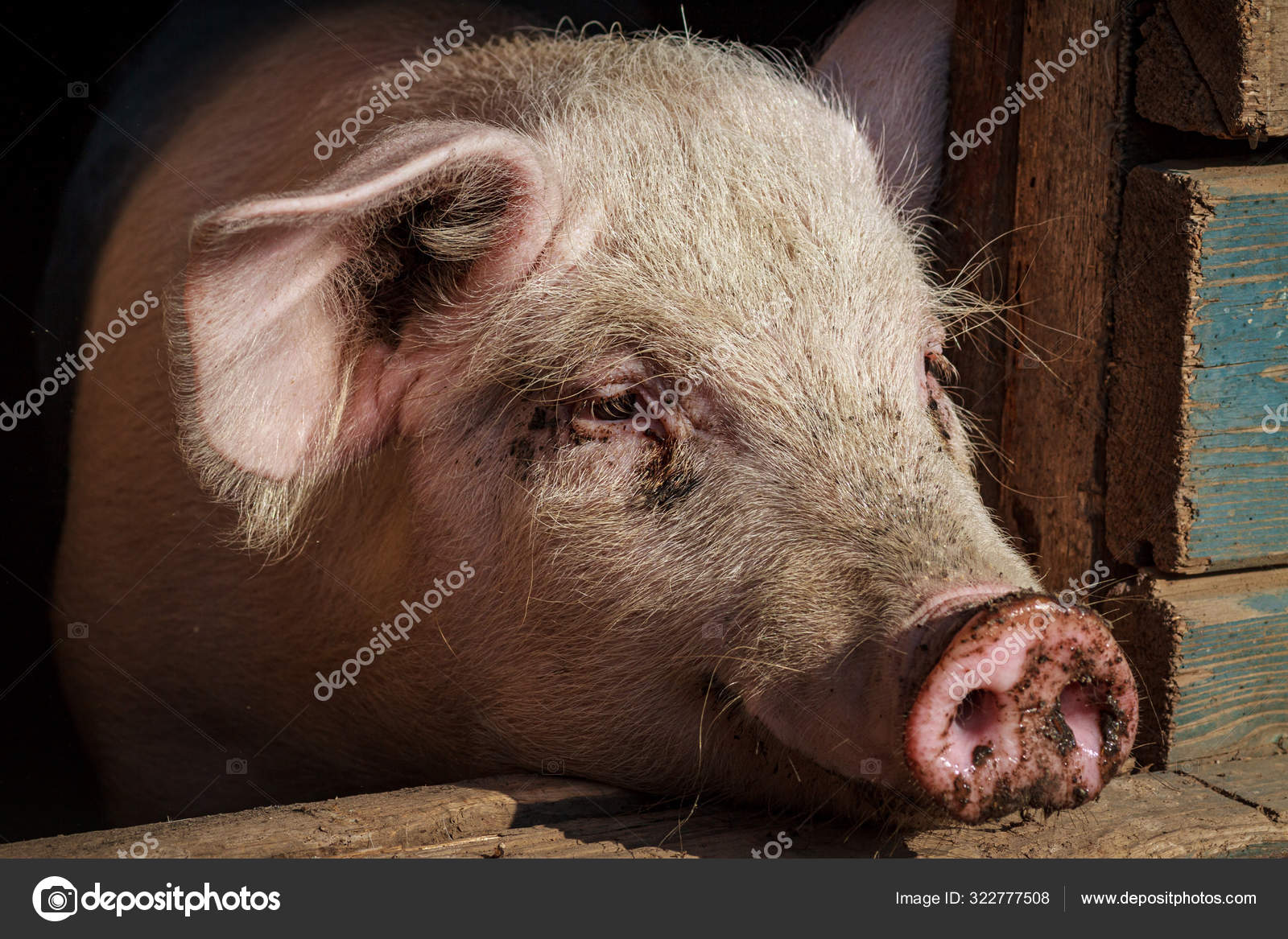 Piglet Pink Nose Piglet Peeps Out House Pig Farm Waiting — Stock Photo ...