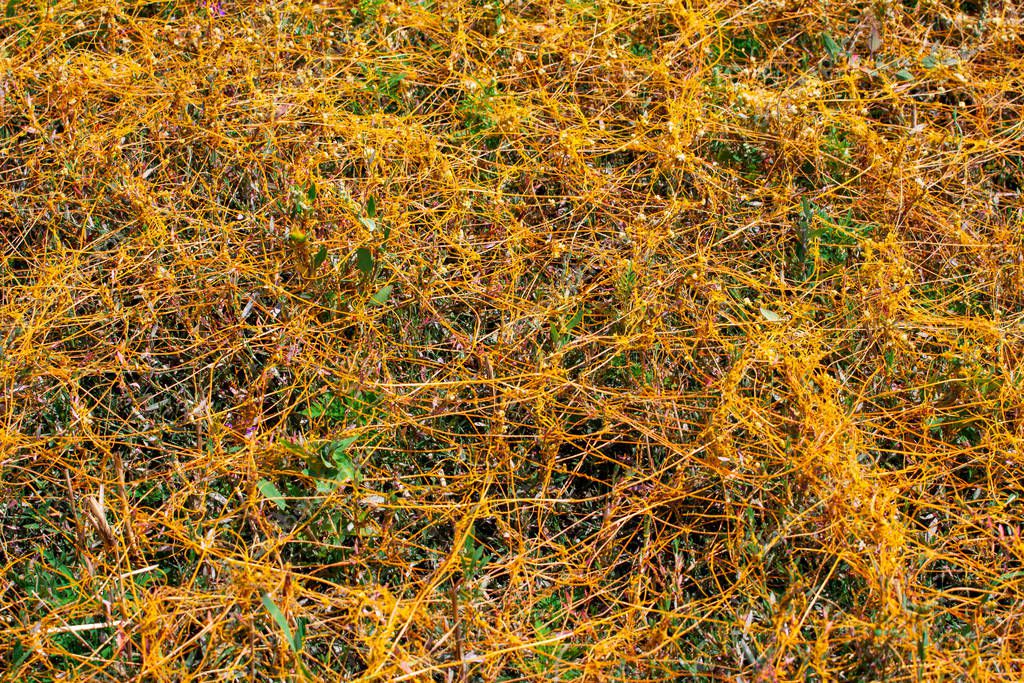 Dodder Género Cuscuta es la envoltura del parásito 2022