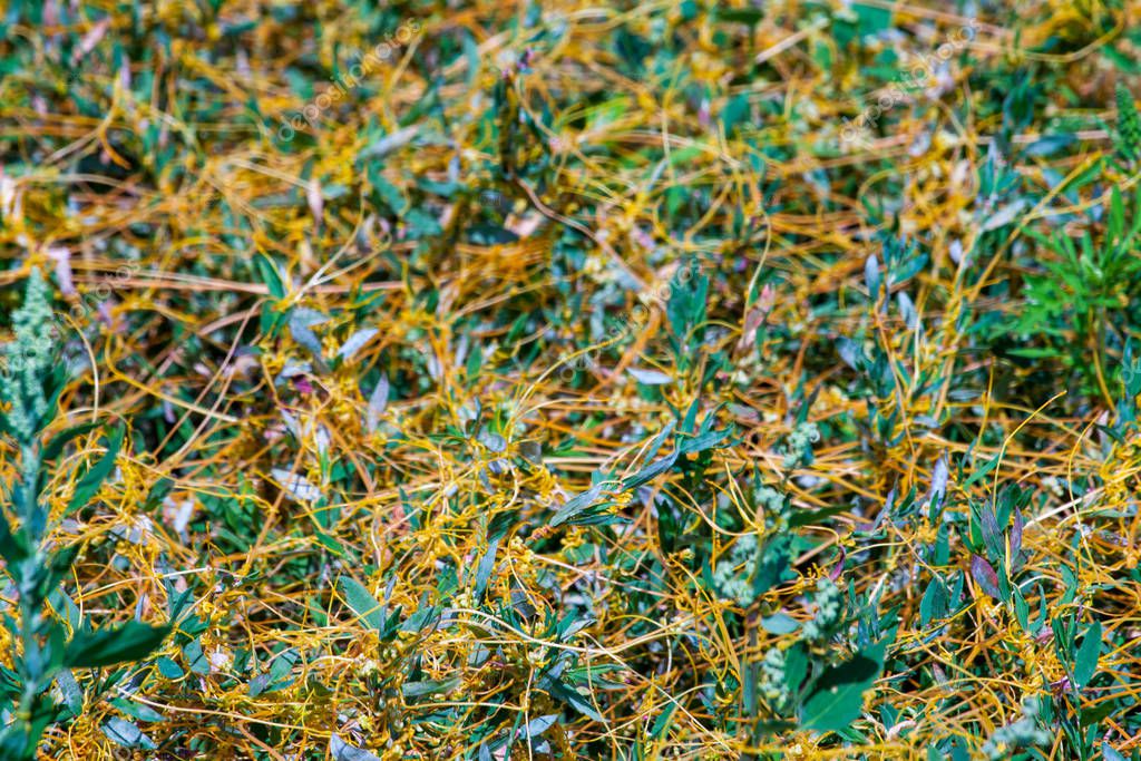 Dodder Género Cuscuta es la envoltura del parásito 2022