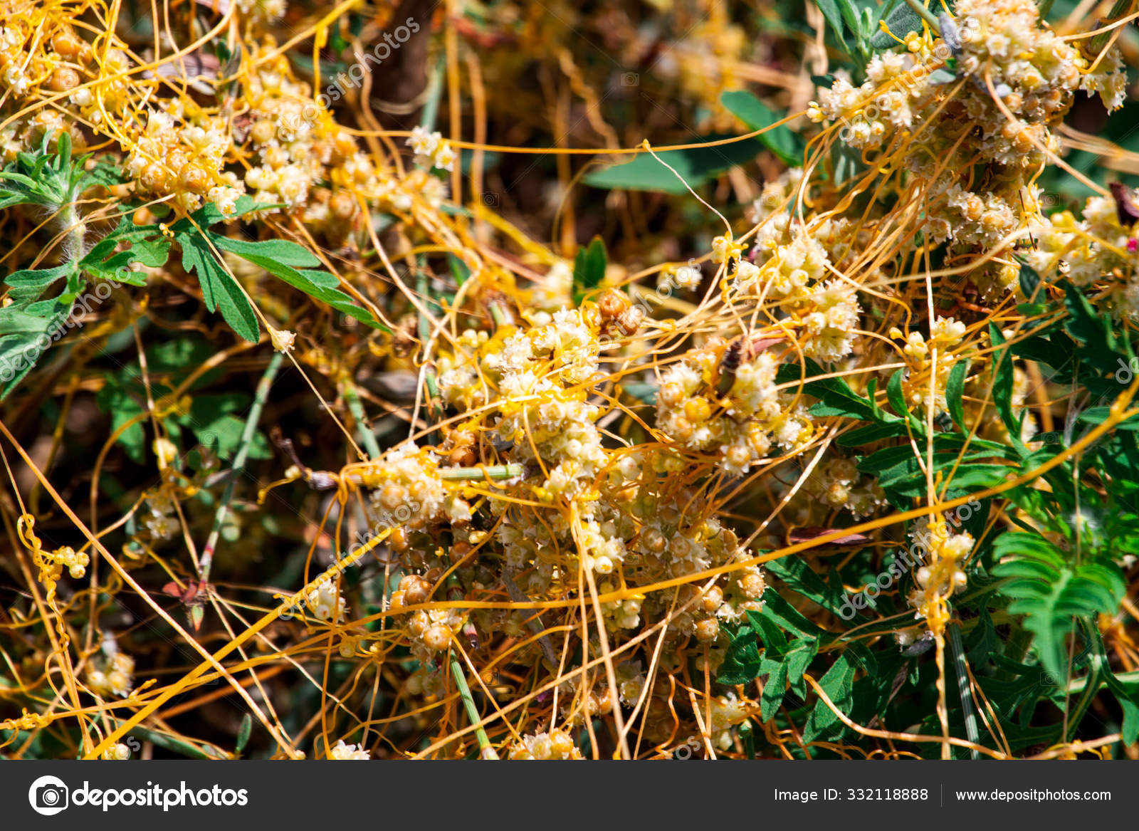 Cuscuta Alfalfa Machine