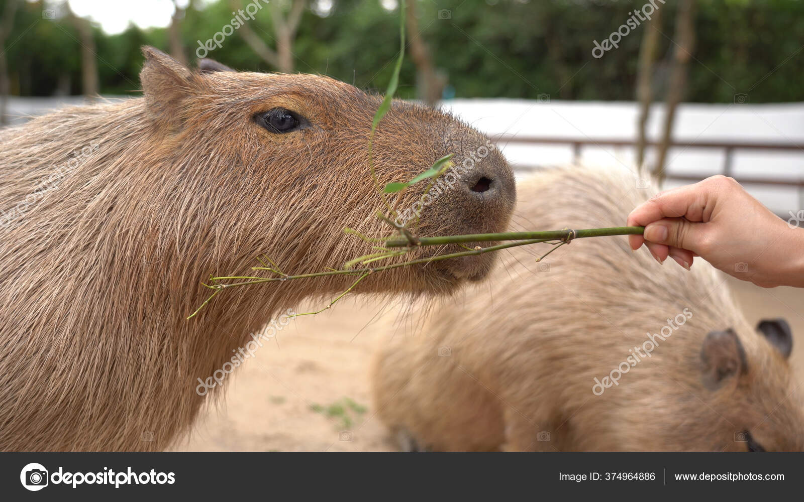 Hand People Feeding Food Capybara Park — Stock Photo © WitthayaP #374964886