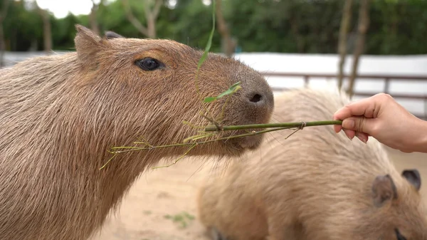 Capybara Mouth