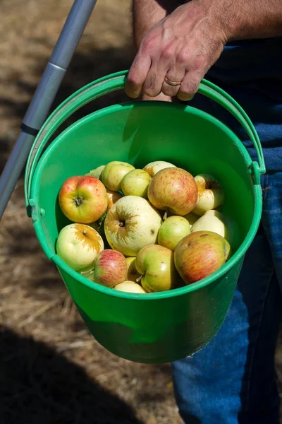 Cosecha de frutas fotos de stock, imágenes de Cosecha de frutas sin ...