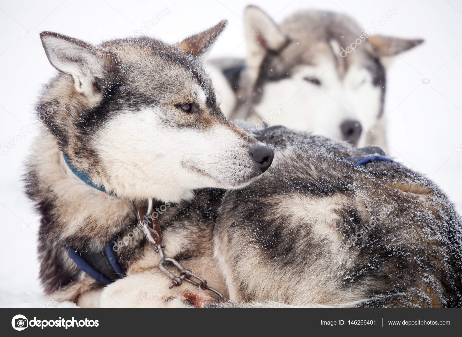Siberian Huskies resting Stock Photo by ©molka 146266401