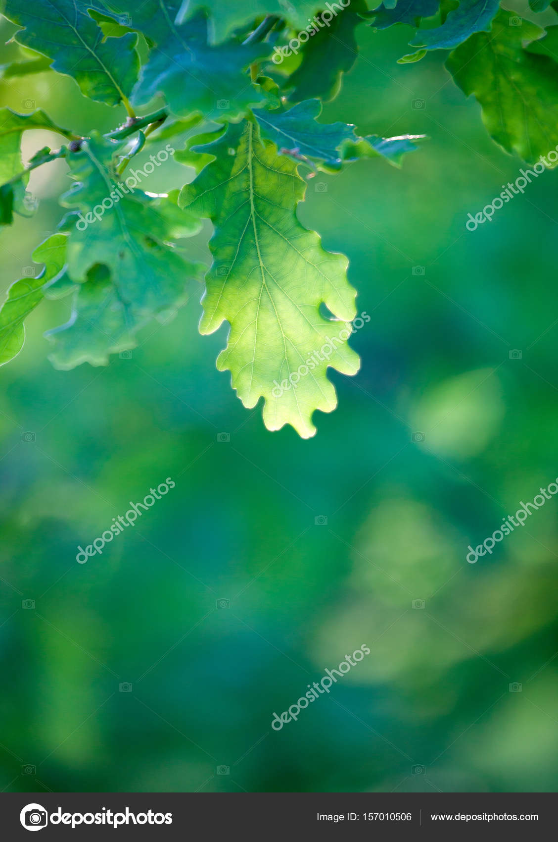 Oak tree branch — Stock Photo © molka #157010506