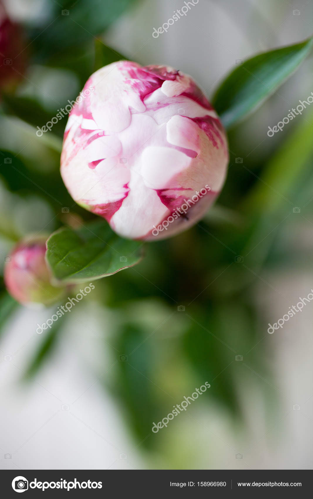 Pretty pink peonies Stock Photo by ©molka 158966980