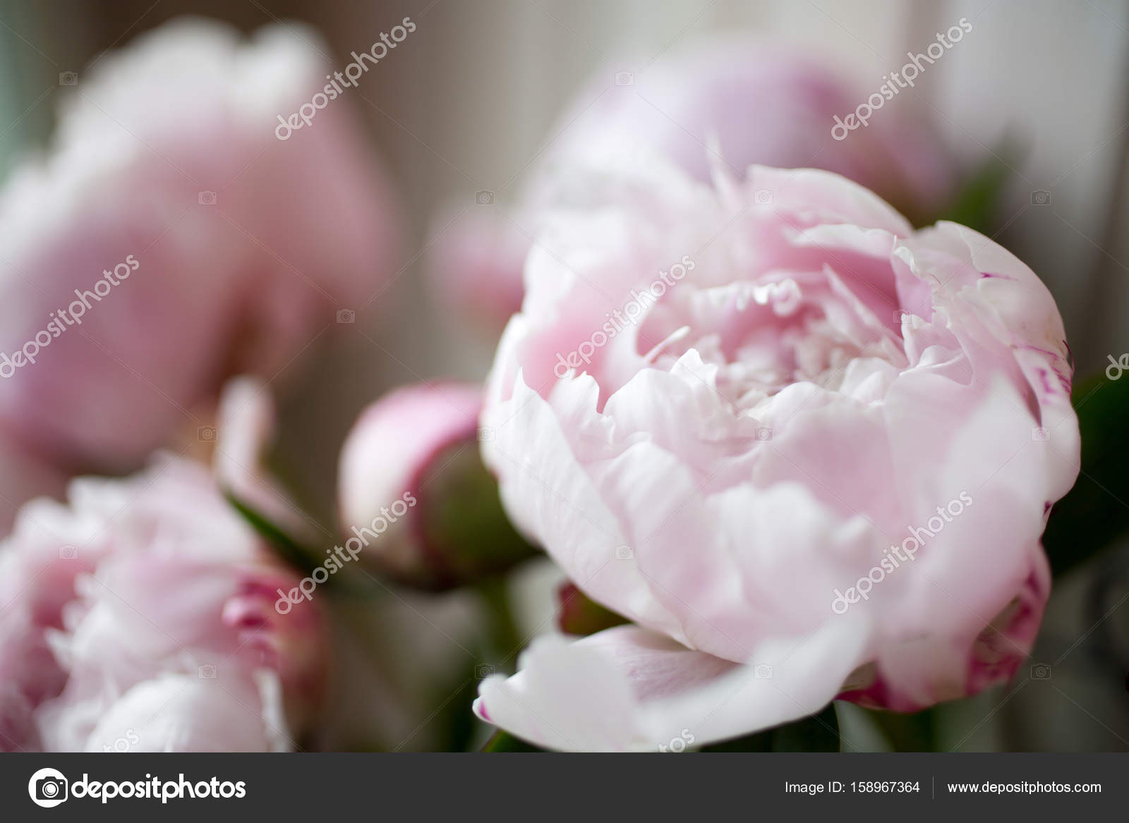 Pretty pink peonies — Stock Photo © molka #158967364