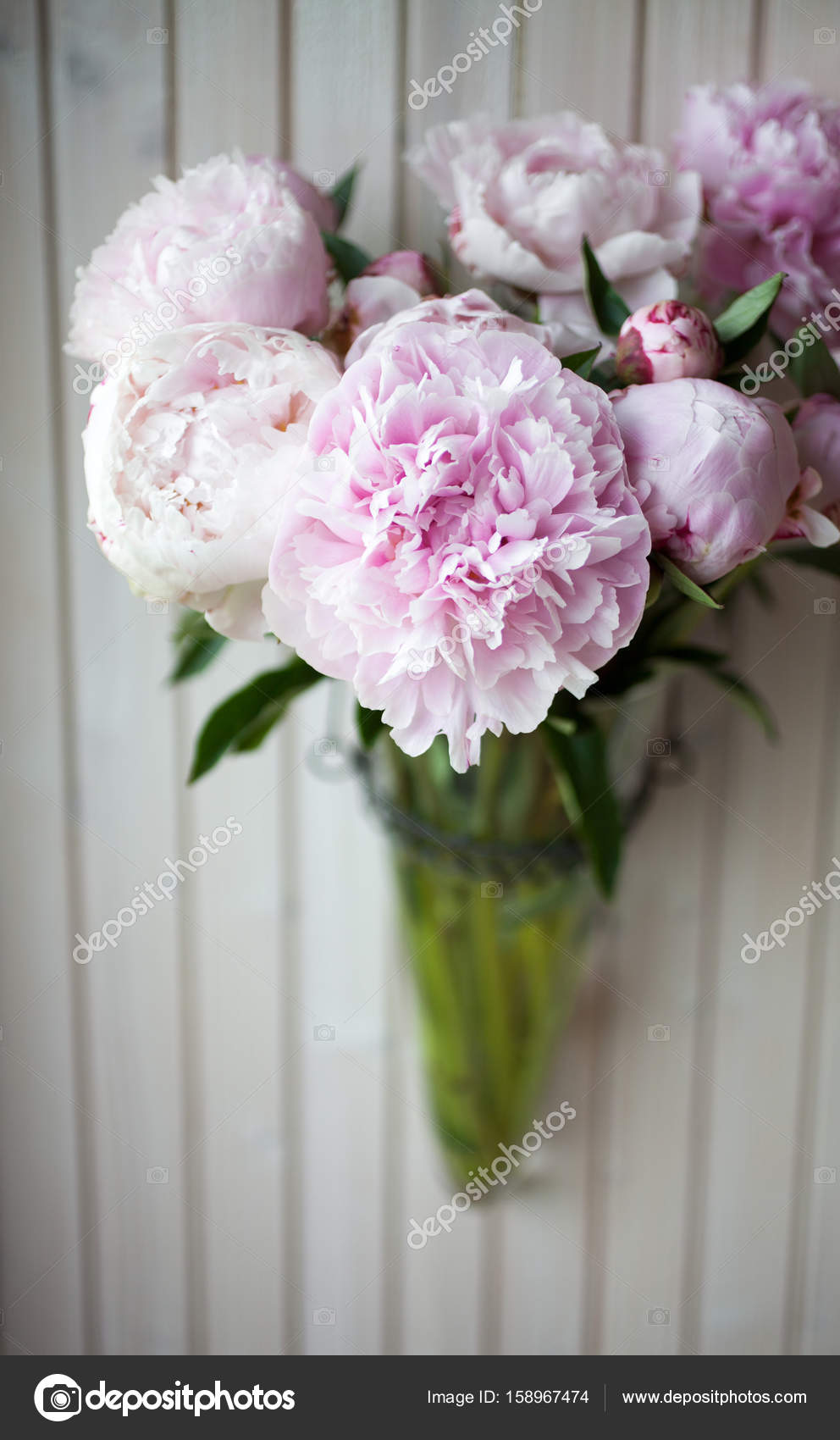 Pretty pink peonies — Stock Photo © molka #158967474
