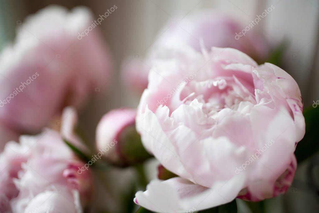 Pretty pink peonies — Stock Photo © molka #158967364