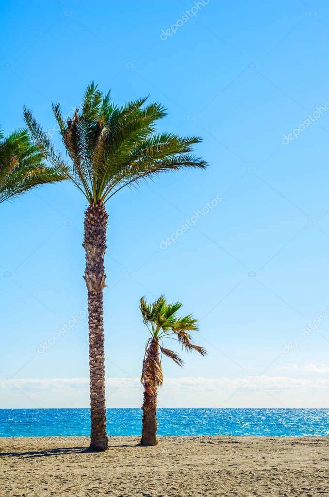 hermosa palmera extendida en la playa, símbolo de plantas exóticas 2023