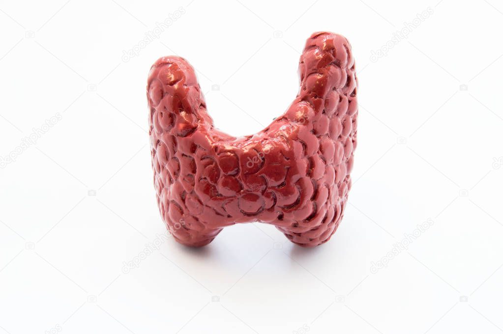 Anatomical model human thyroid gland closeup front isolated on white ...