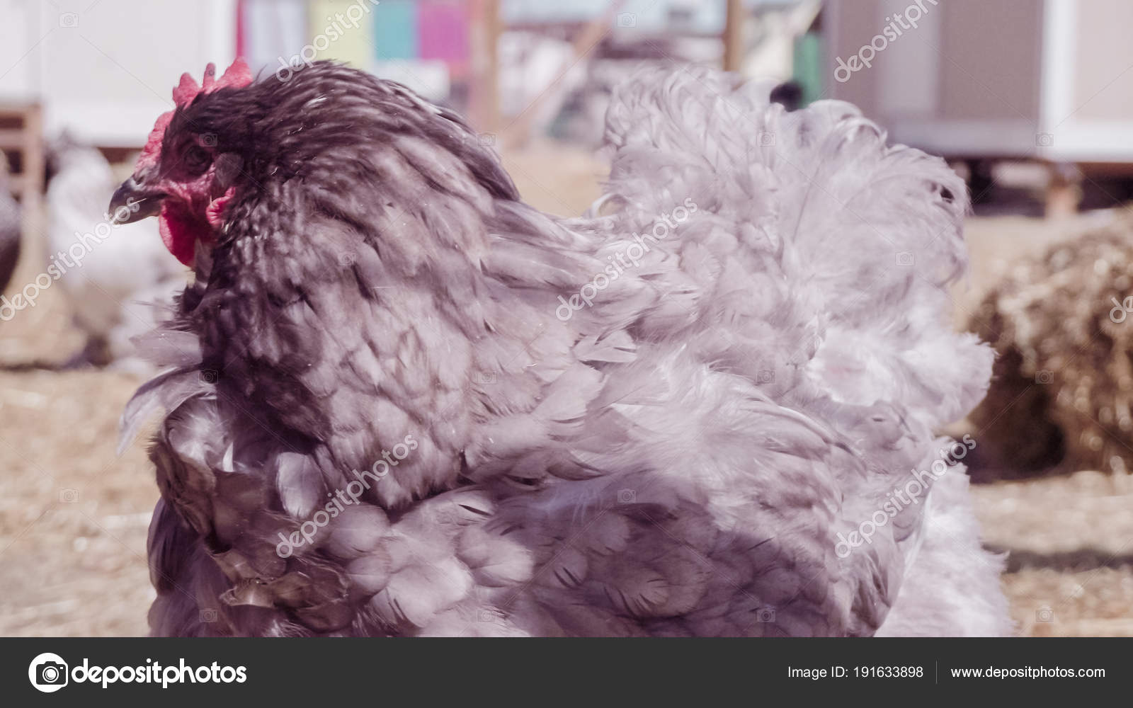 Free range chickens — Stock Photo © urban_light #191633898