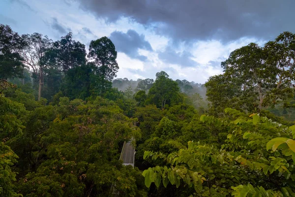 Rainforest wiew from the Canopy Walk Tower In Sepilok, Borneo Stock ...