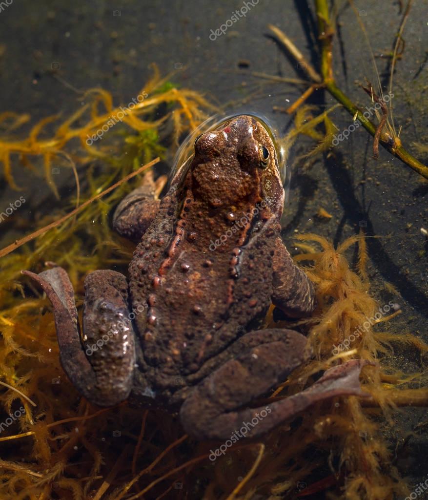 Rana común, Rana temporaria, parte trasera de la rana vista desde ...