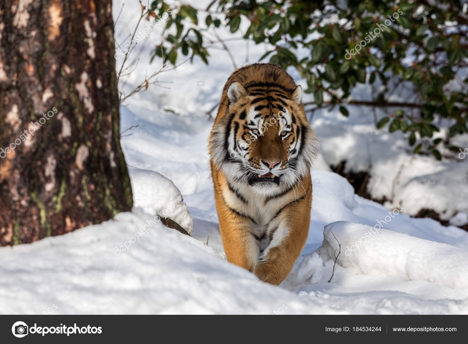 Siberian tiger, Panthera tigris altaica, walking towards camera in the ...