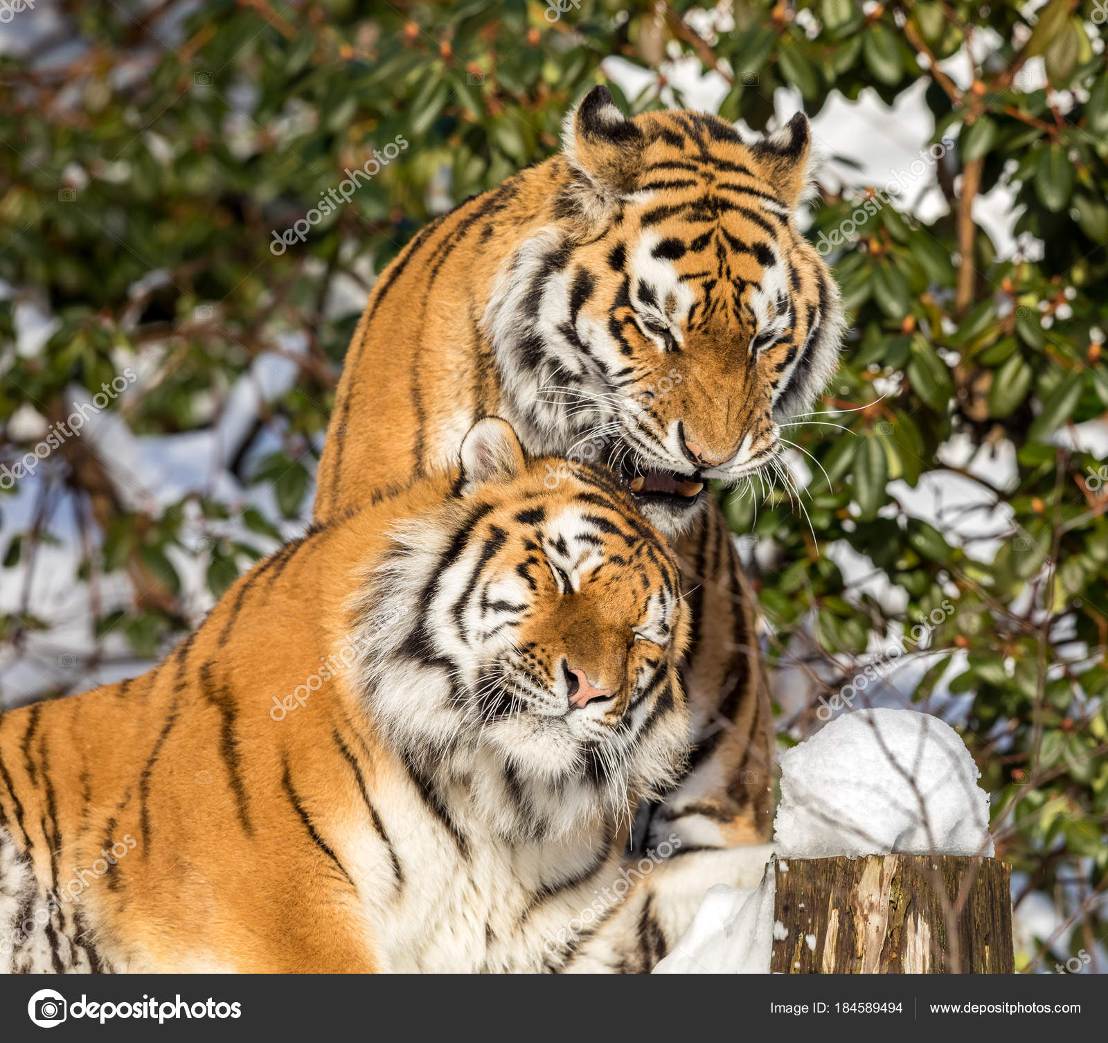 Tigers Hugging