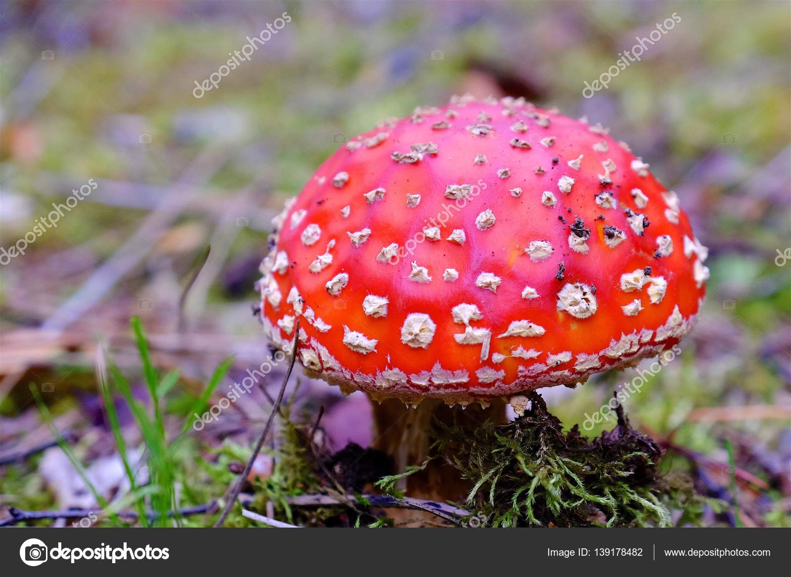 Fairy Toadstool