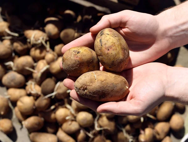 Potatoes in hands Stock Photos, Royalty Free Potatoes in hands Images ...