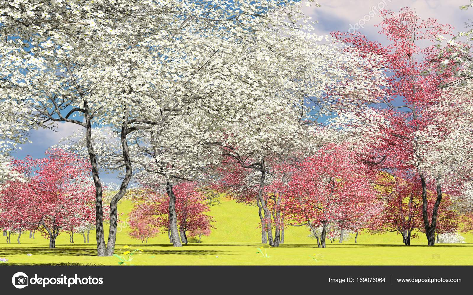 Flowering dogwood trees in orchard in spring time 3d rendering Stock ...