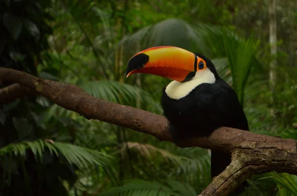 Toucan amazon rainforest Stock Photos, Royalty Free Toucan amazon ...