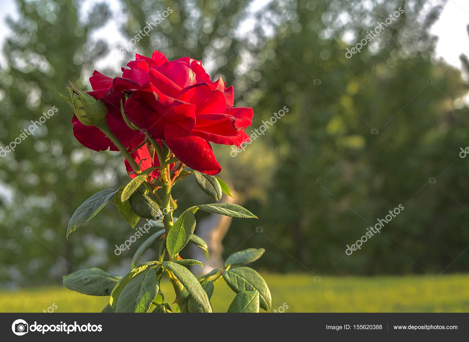 Red Rose With Thorns