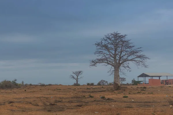 Típico árbol africano conocido como Imbondeiro. Llanura africana ...