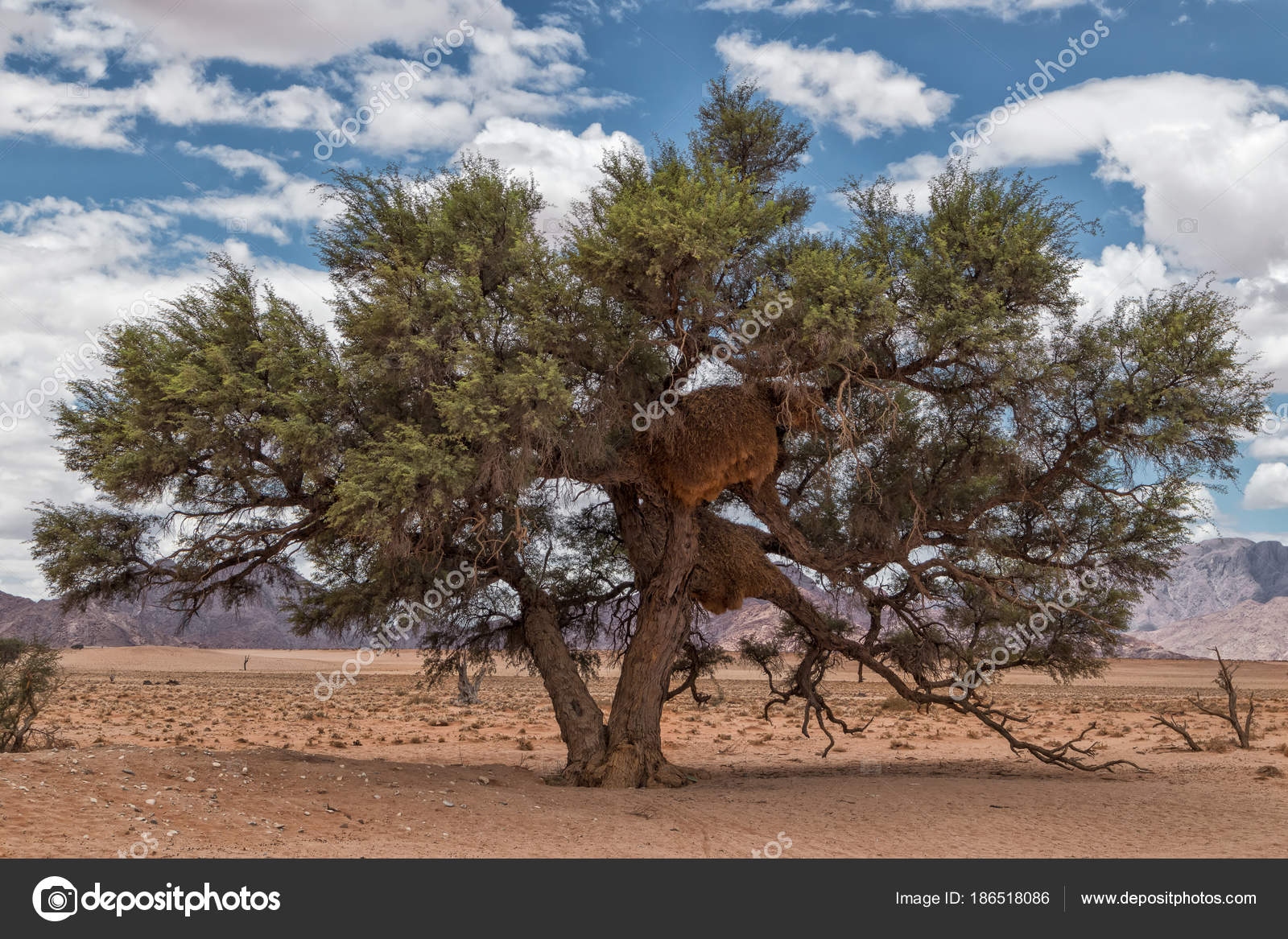 African tree in Namibia desert with mountains in background. Stock ...