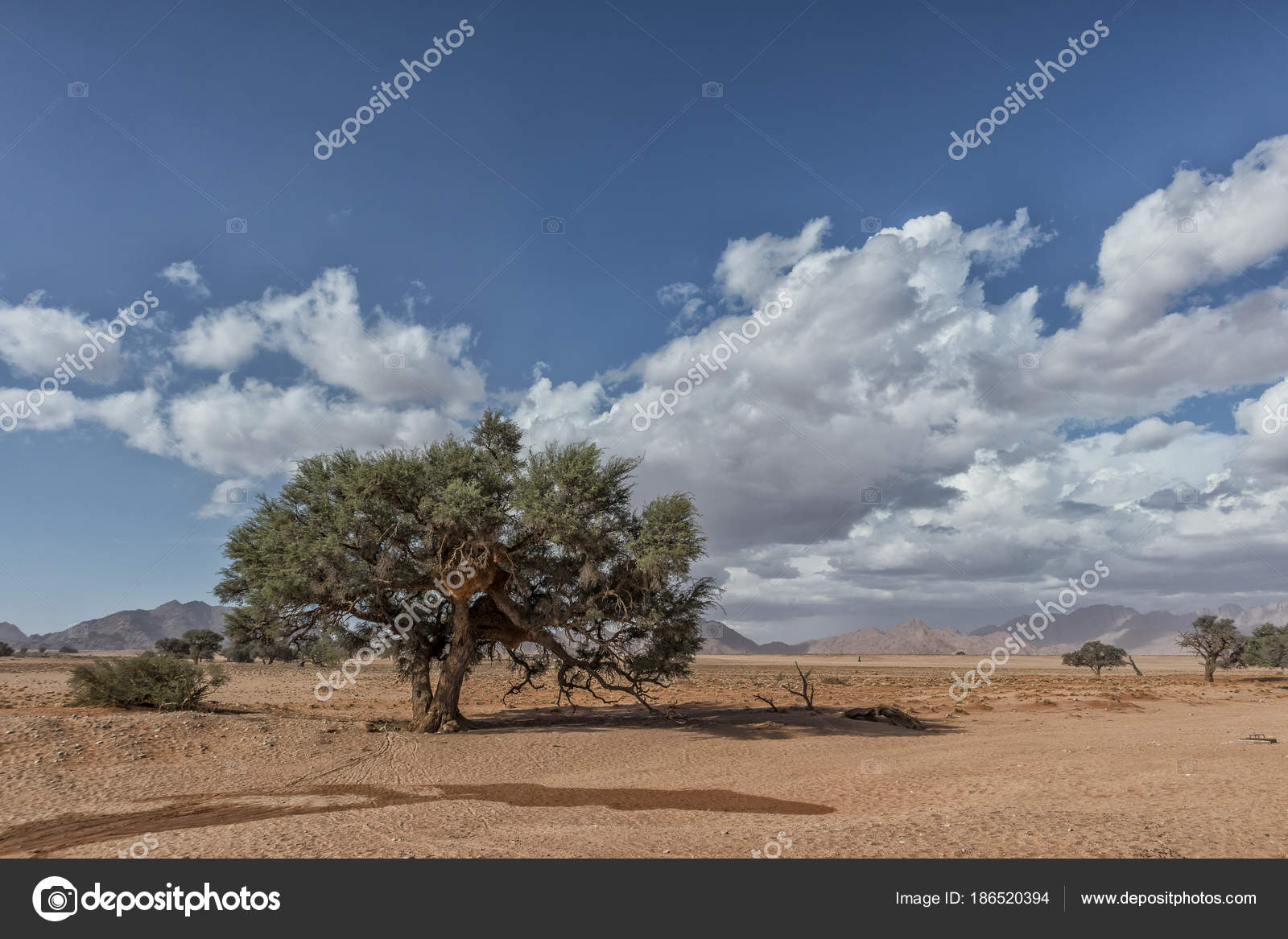 African tree in Namibia desert with mountains in background. Stock ...