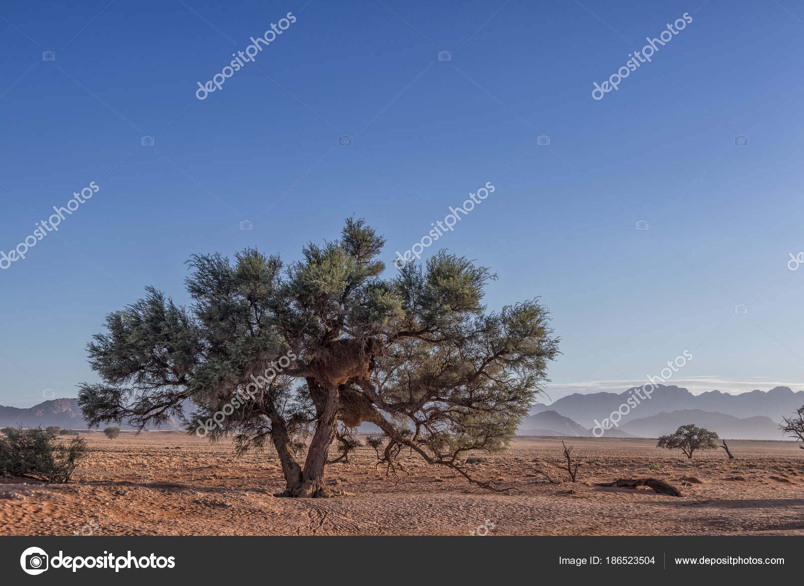 African tree in Namibia desert with mountains in background. With ...