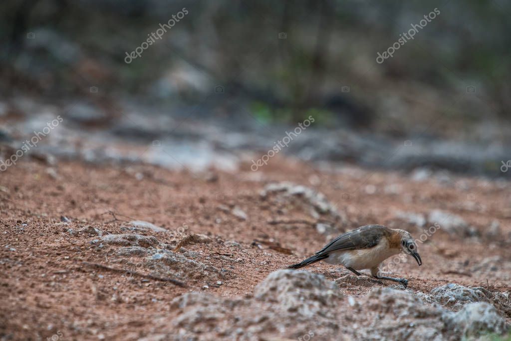 pájaro desnudo mejillas babbler comer insectos en el suelo. 2022
