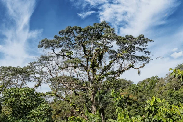 Equatorial Climate Vegetation