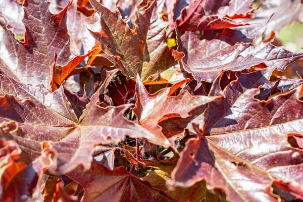 Maroon leaves of a decorative tree - Stock Image - Everypixel